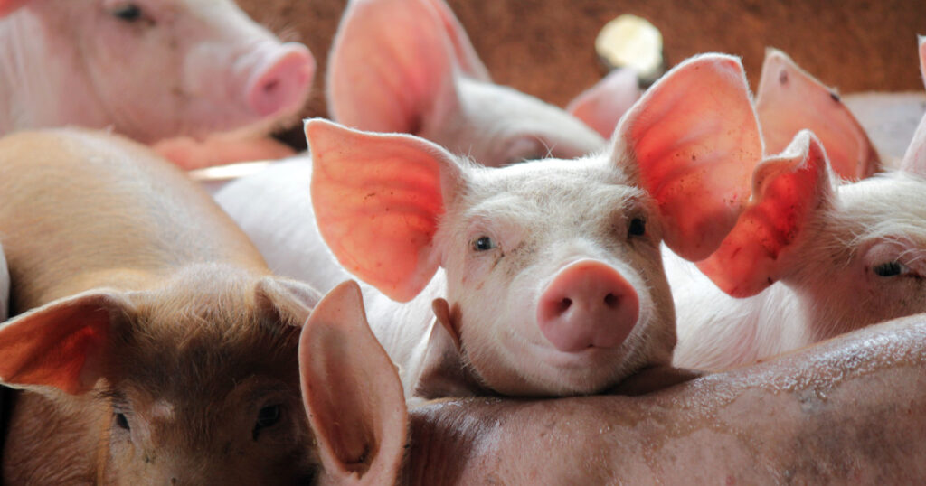 Criza carne porc România: Fermele riscă falimentul în 2026